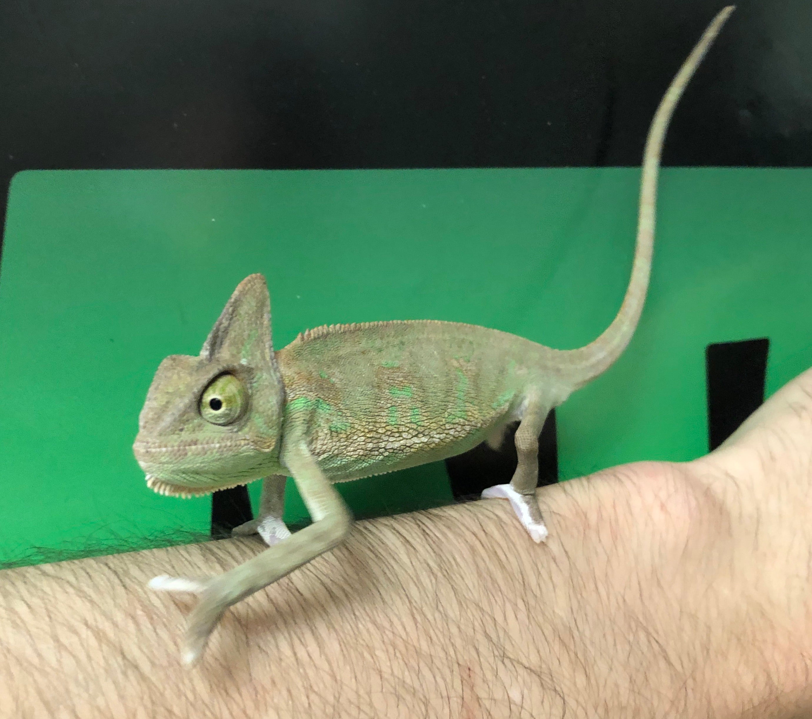 Baby Veiled Chameleon