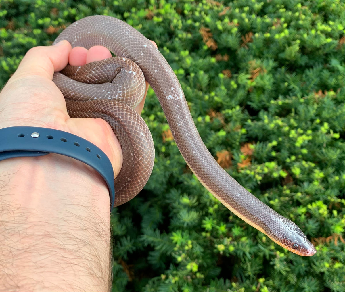 Adult New World Burrowing Python Male Scales And Tails Of Ohio adult-new-world-burrowing-python-male-scales-and-tails-of-ohio