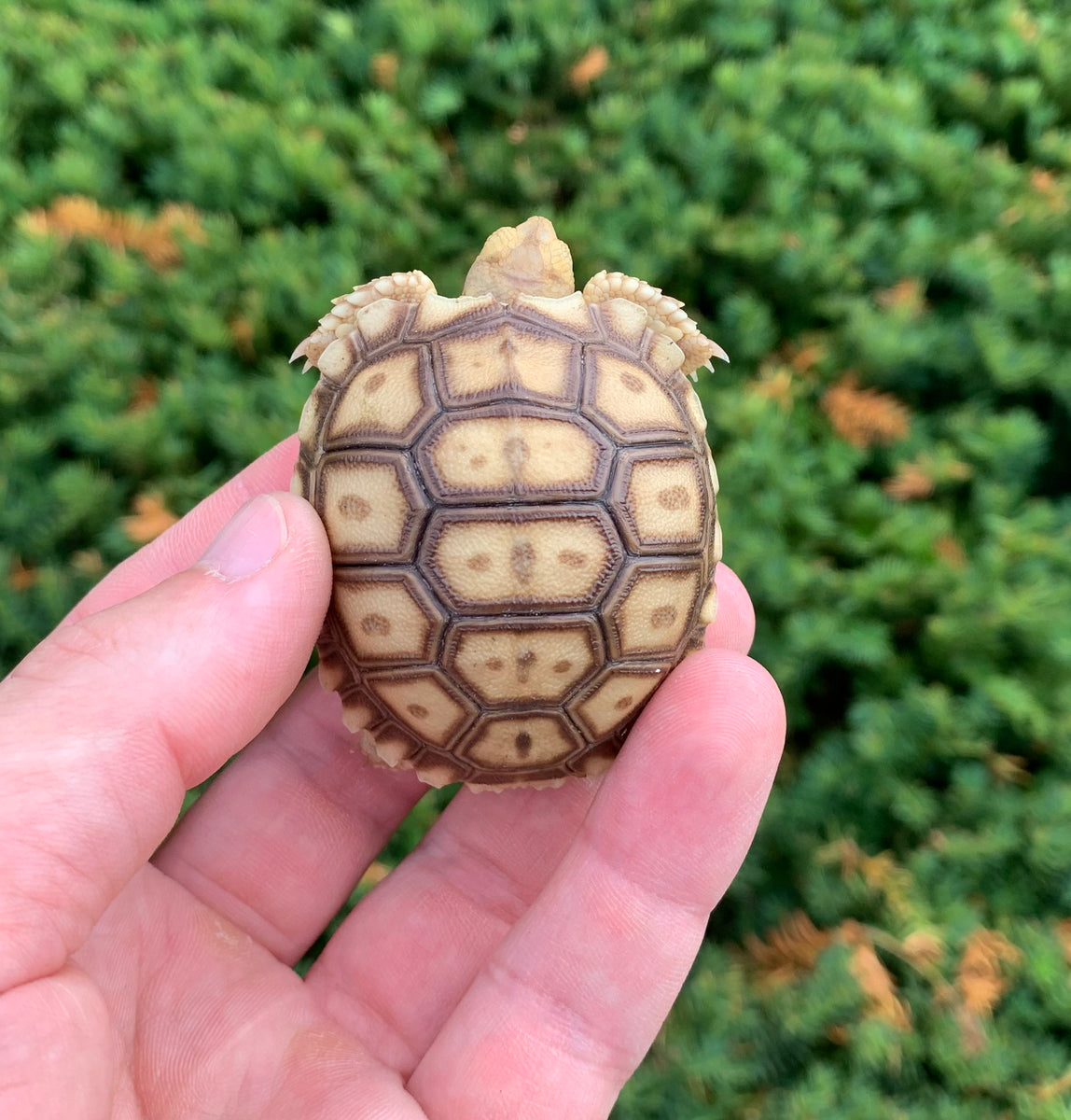 Baby Sulcata Tortoise – Scales and Tails of Ohio