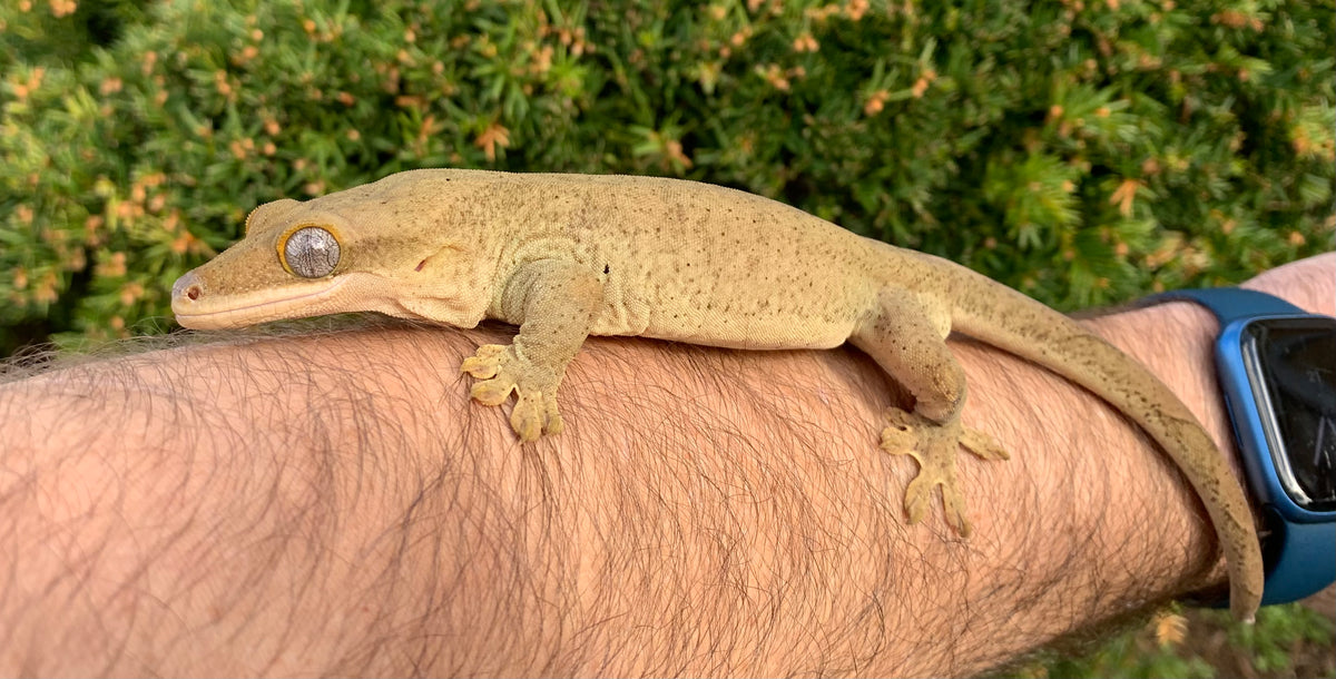 Adult Sarasinorum Gecko (Male) – Scales and Tails of Ohio