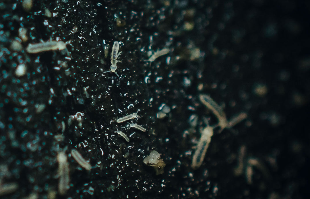 Isopods and Springtails – Scales and Tails of Ohio