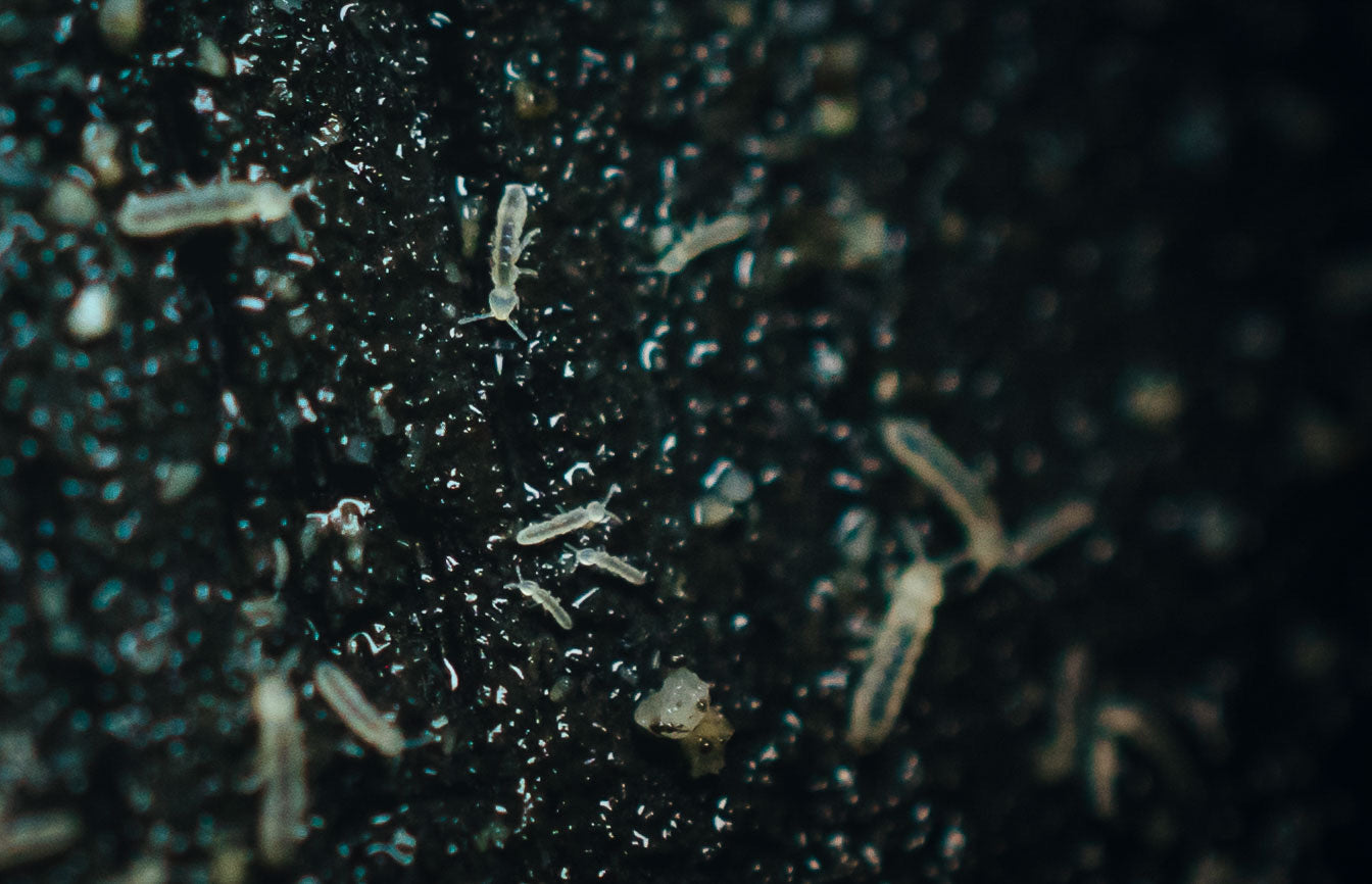 Isopods and Springtails – Scales and Tails of Ohio