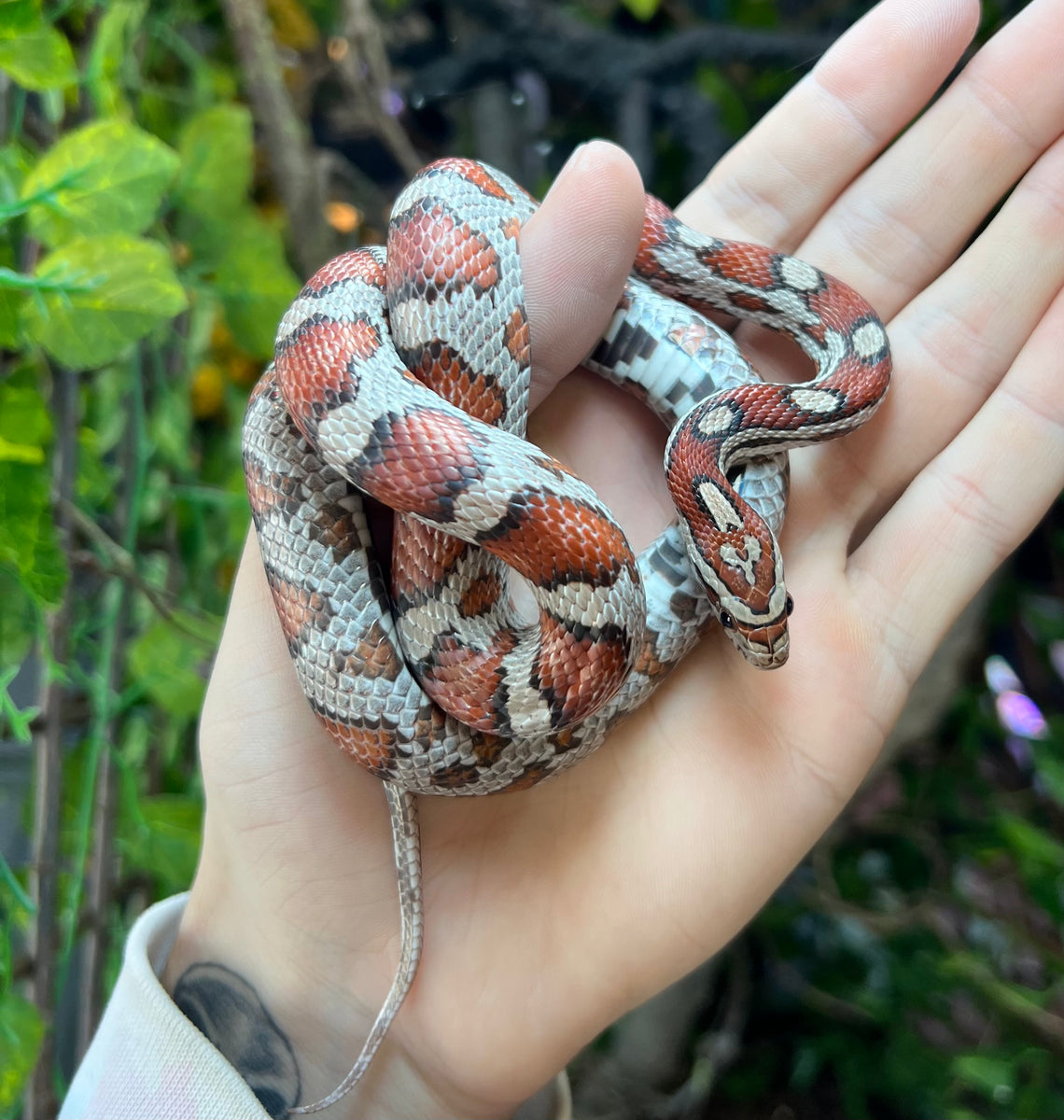 Miami Okeetee het Amel Corn Snake (Female) – Scales and Tails of Ohio