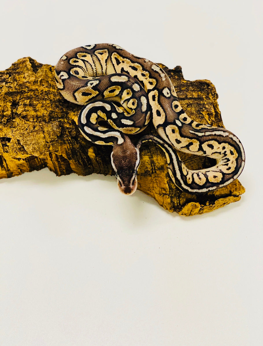 Baby Black Pewter Ball Python – Scales and Tails of Ohio