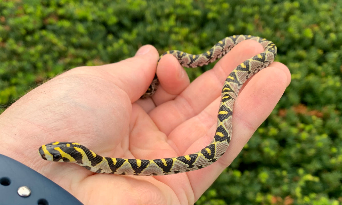 Baby Mandarin Ratsnake (Male 1) – Scales and Tails of Ohio