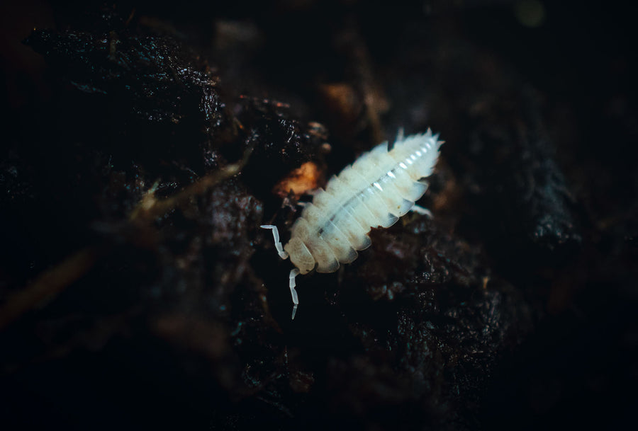 Isopods and Springtails – Scales and Tails of Ohio