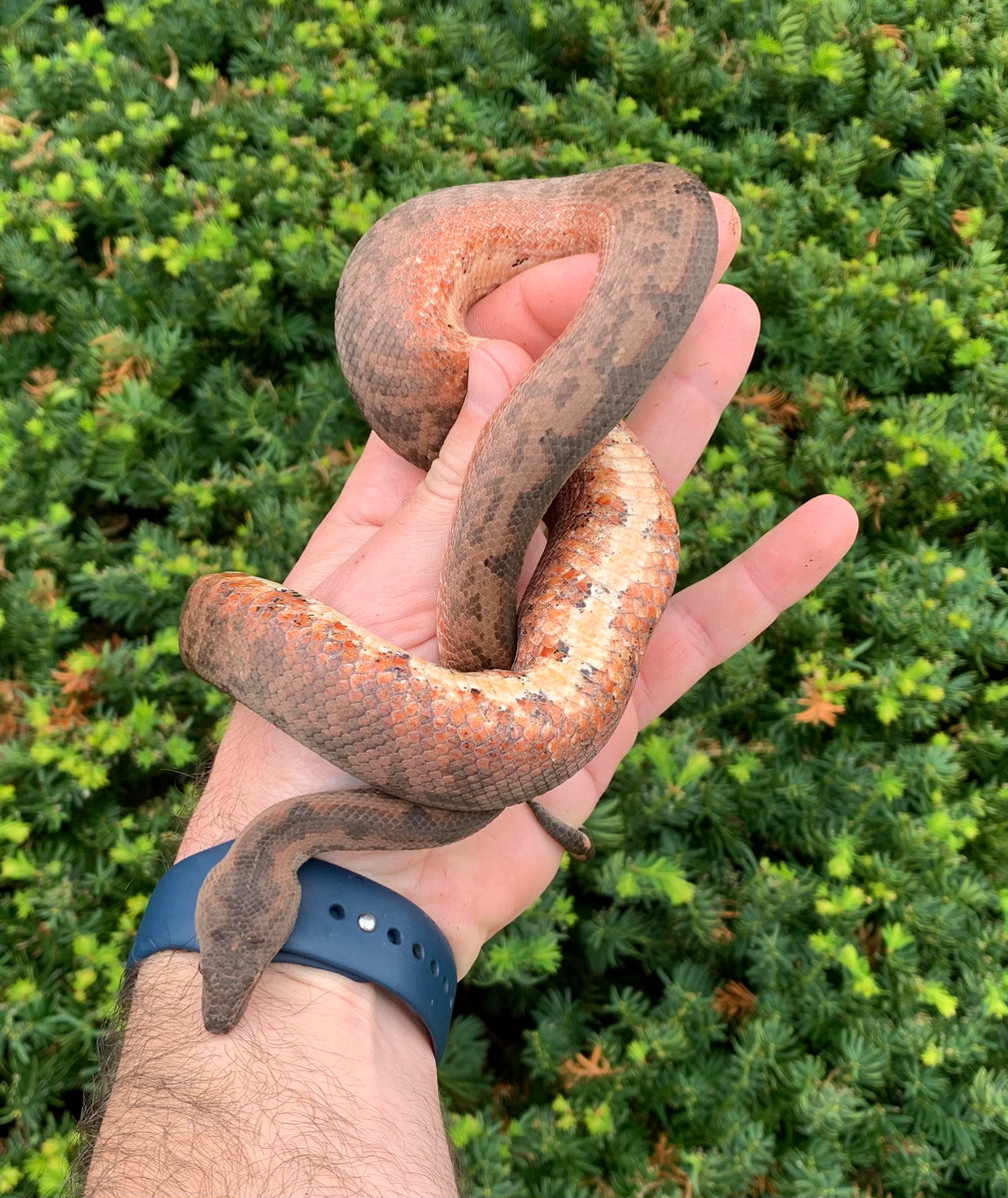 Adult Red Solomon Island Ground Boa (Male) – Scales and Tails of Ohio