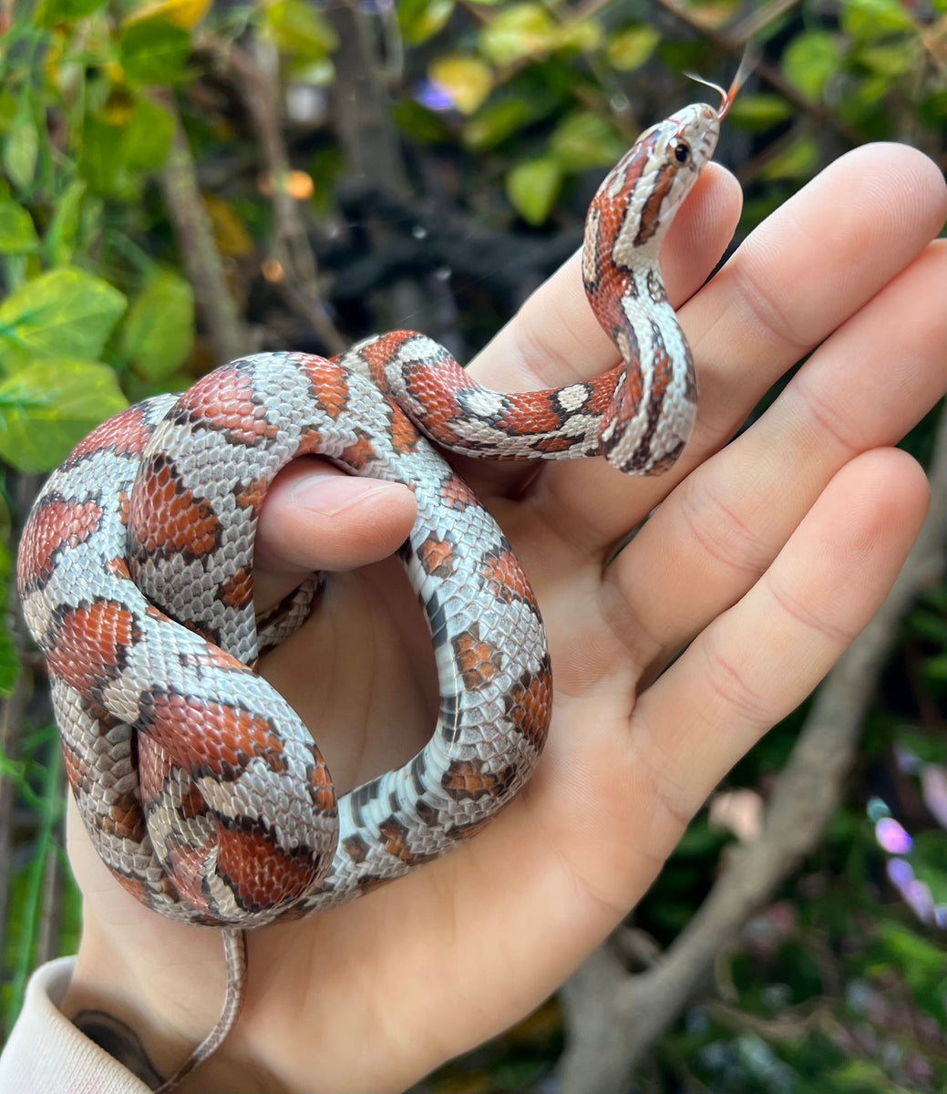Miami Okeetee het Amel Corn Snake (Female) – Scales and Tails of Ohio