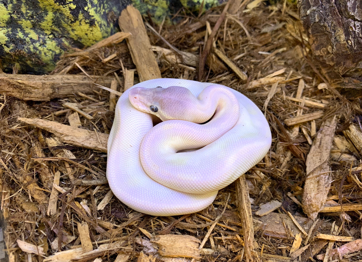 Baby Super Mojave Ball Python (Male) – Scales and Tails of Ohio