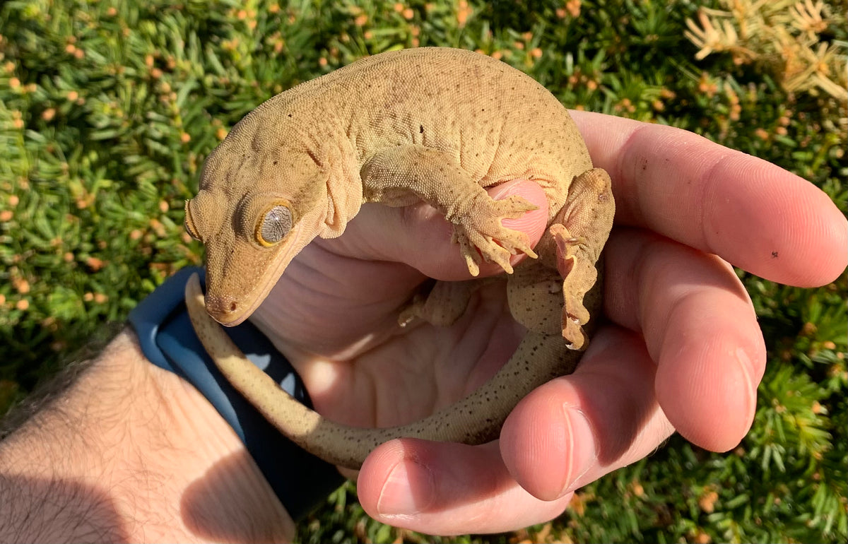 Adult Sarasinorum Gecko (Male) – Scales and Tails of Ohio