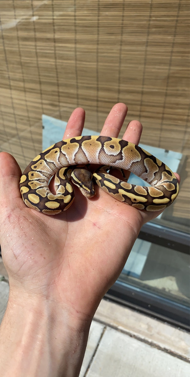 Baby Butter Ball Python (Male) – Scales and Tails of Ohio