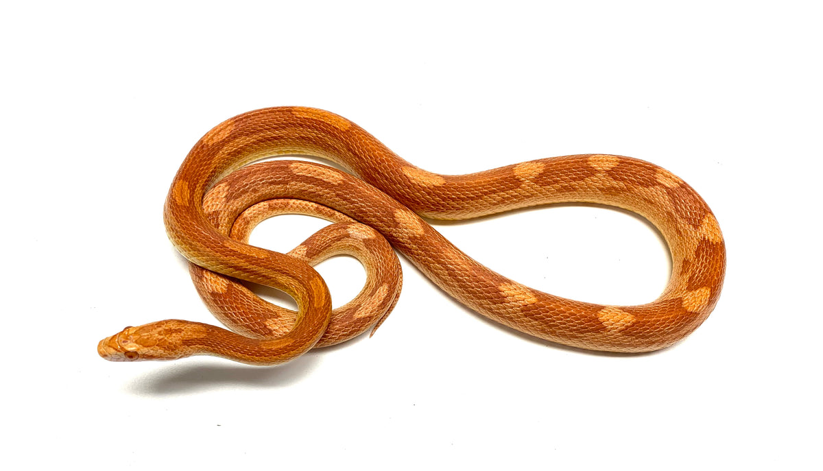 Sub-Adult Sunglow Motley Corn Snake (Female) – Scales and Tails of Ohio