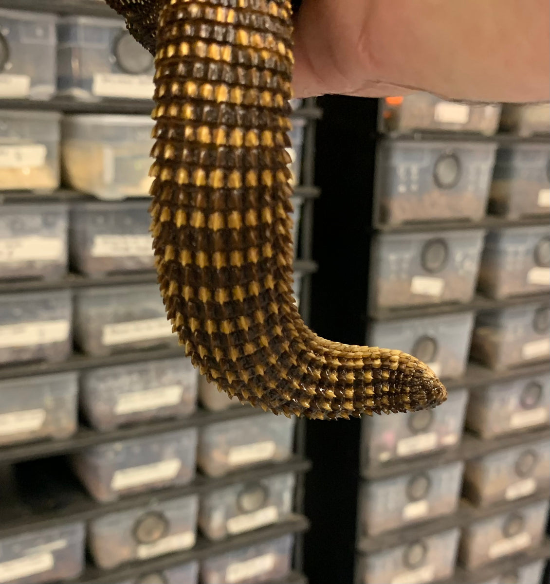 Adult Yellow Ackie Monitor (Imperfect Male) – Scales and Tails of Ohio