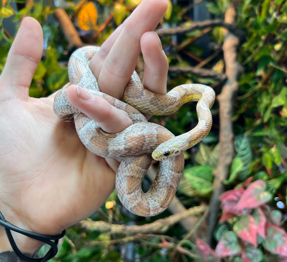 Sub-Adult Ghost Sunkissed Corn Snake (Female) – Scales and Tails of Ohio
