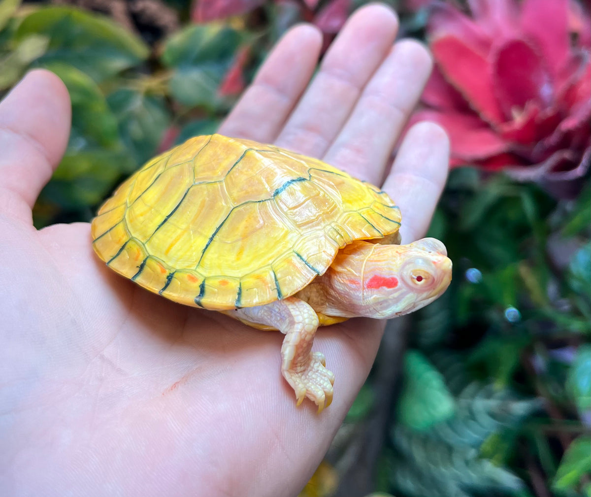4” Lemon Lime Albino Red-Eared Slider – Scales and Tails of Ohio