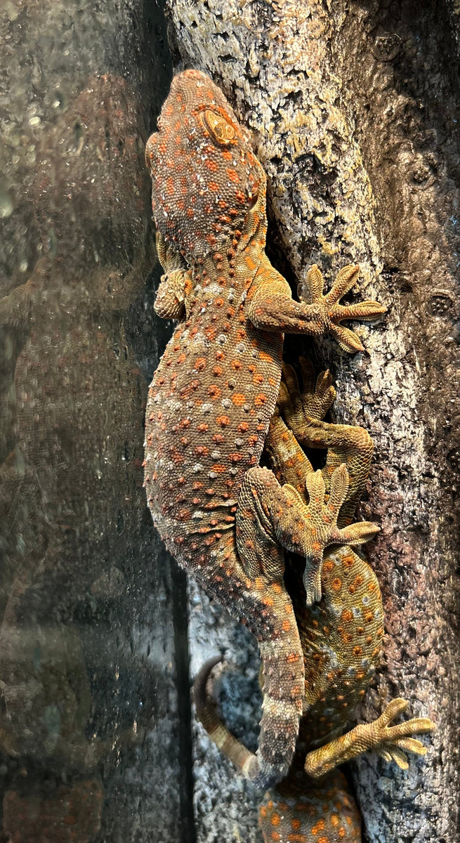 Adult Tokay Gecko (1) – Scales and Tails of Ohio