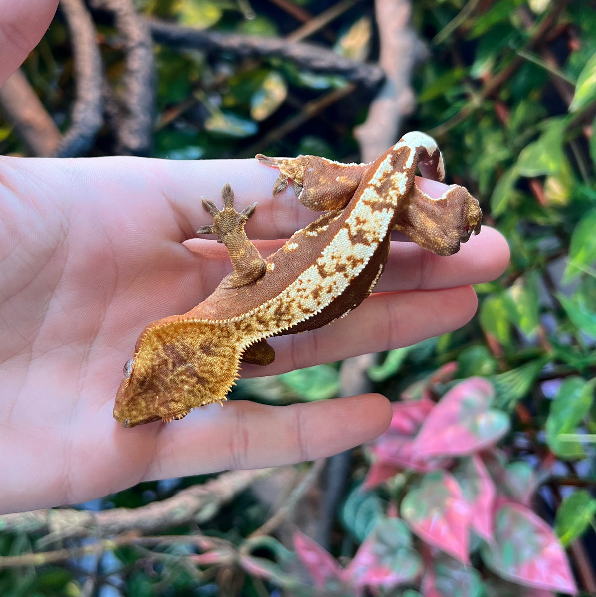 Adult Red Soft-Scale Crested Gecko (Female) – Scales and Tails of Ohio